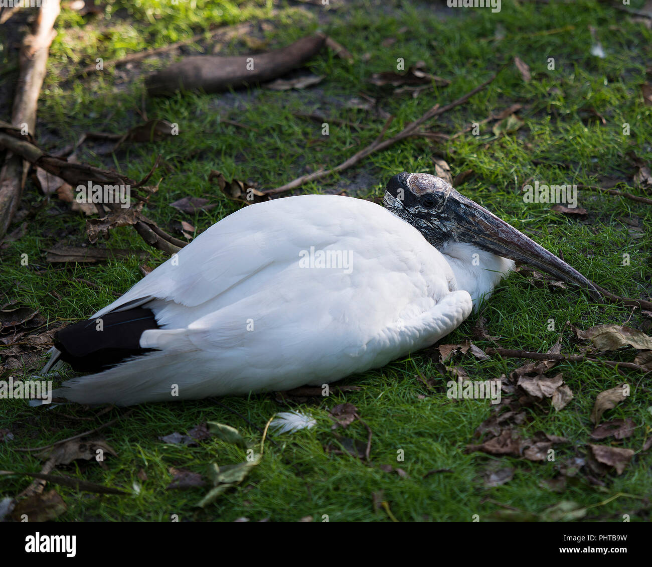 Stork poster hi-res stock photography and images - Alamy