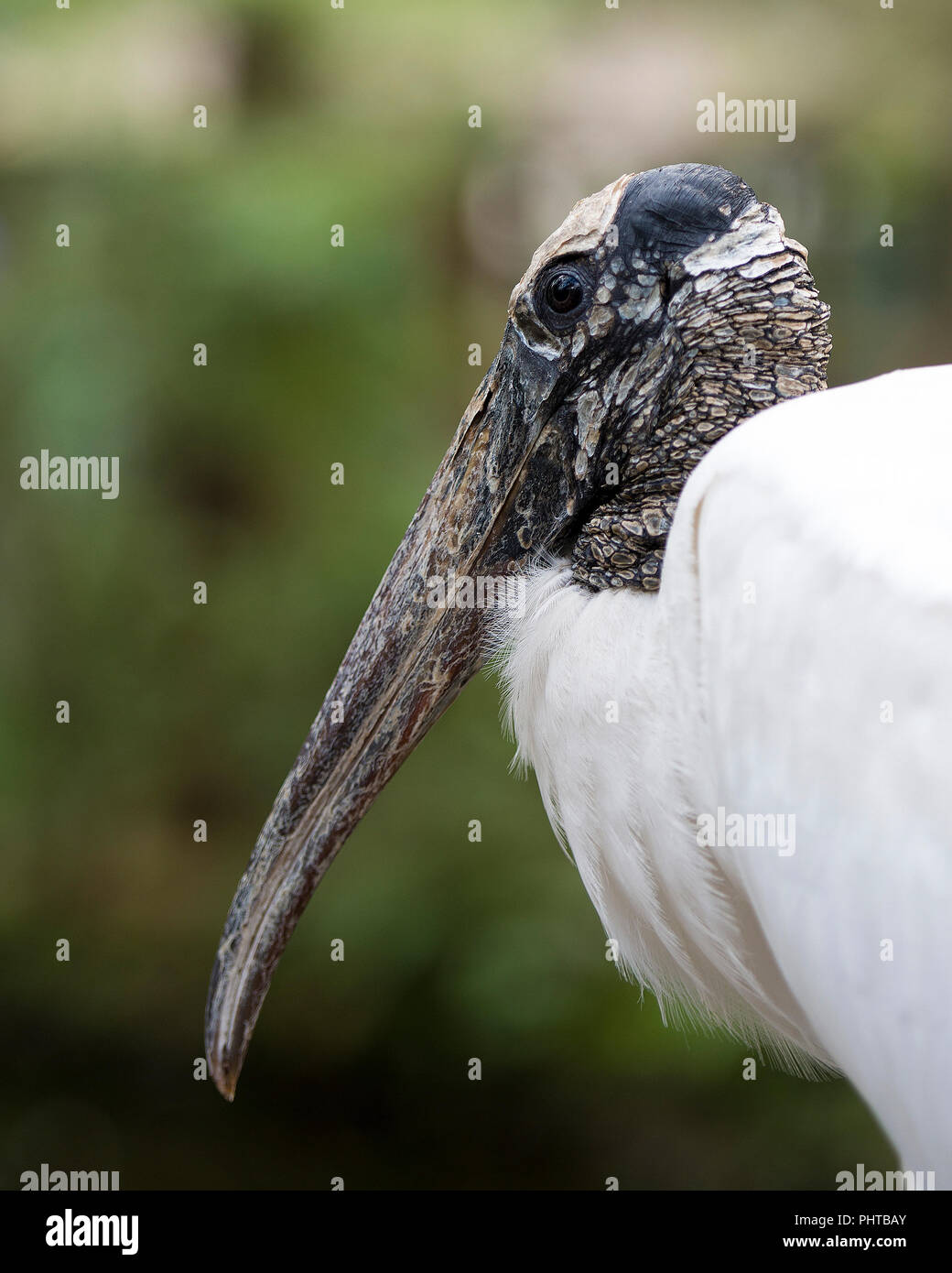 Wood Stork bird close up and enjoying the day Stock Photo - Alamy