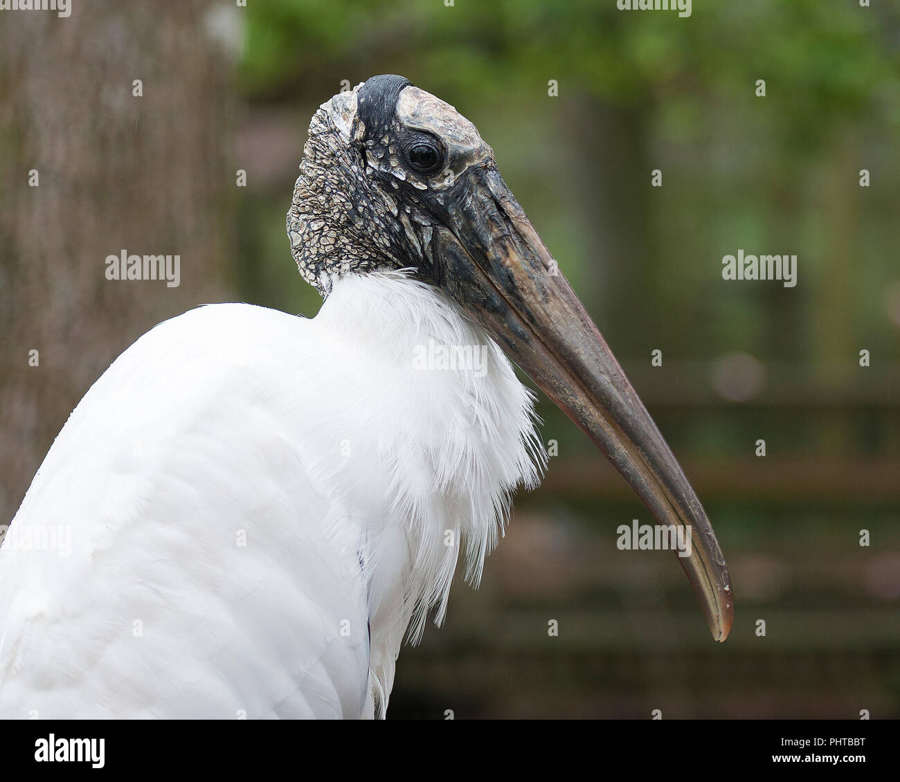 Stork poster hi-res stock photography and images - Alamy