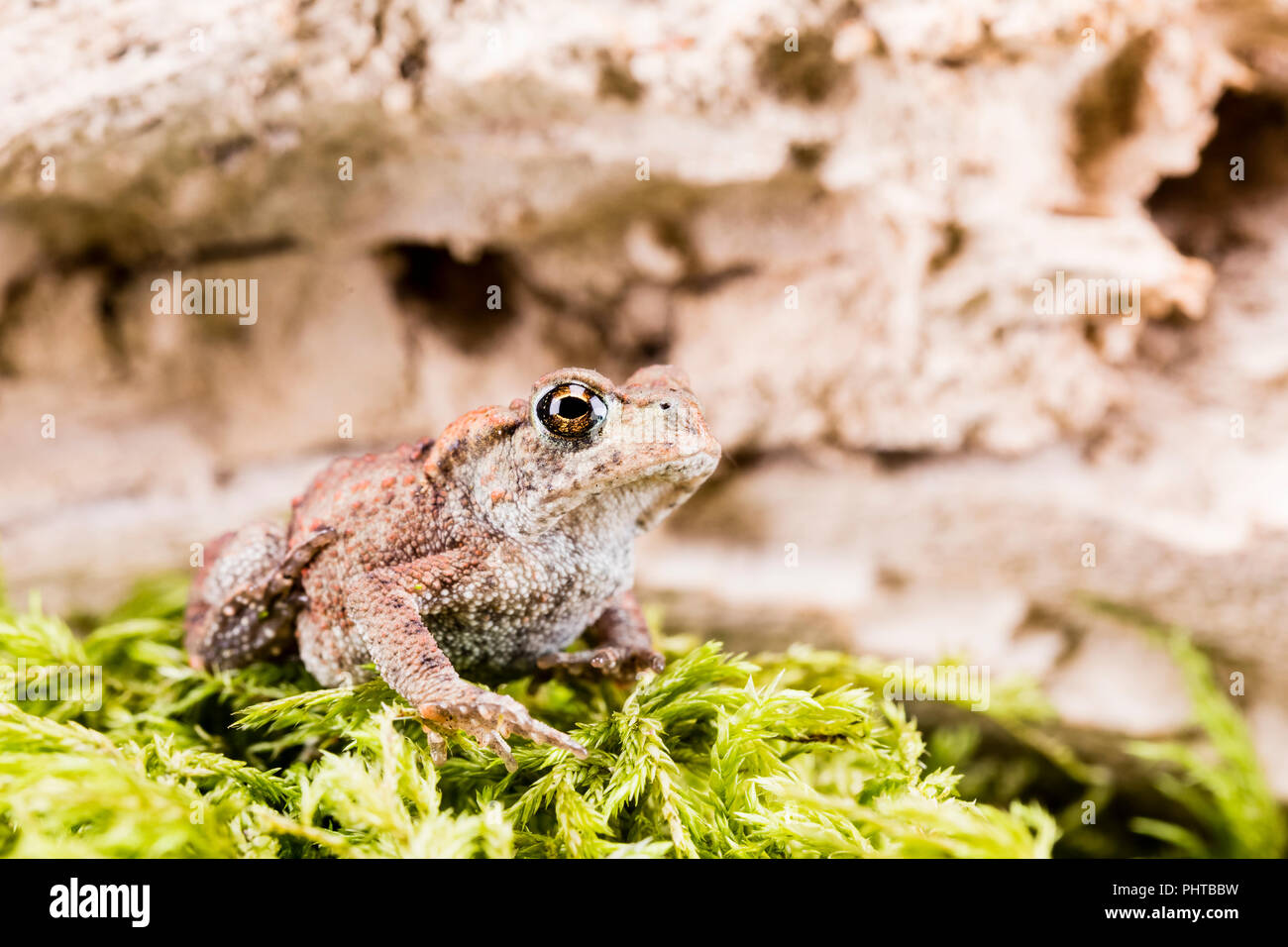 Toad spawn uk hi-res stock photography and images - Alamy