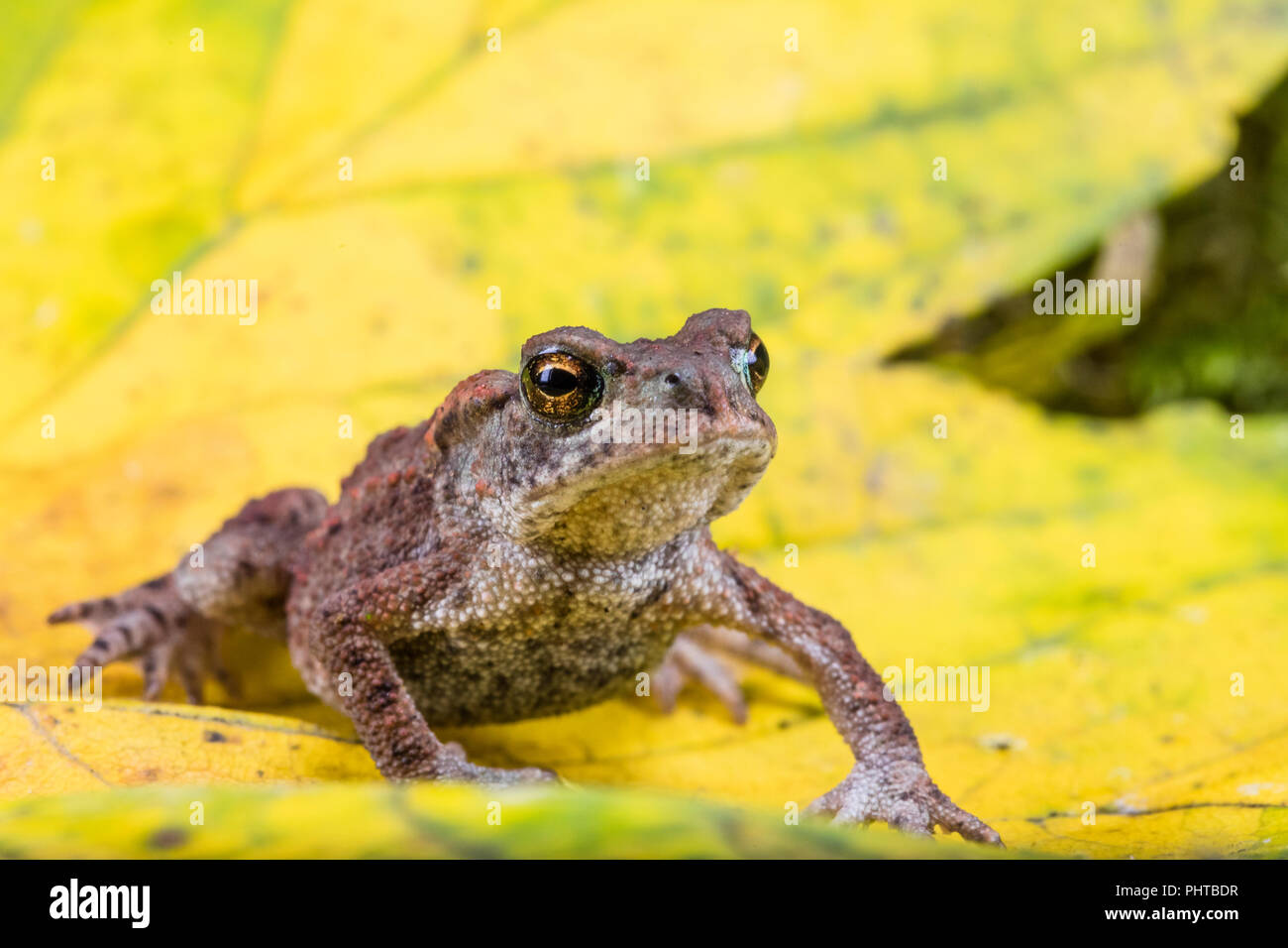 Common toad in late summer/early autumn in mid Wales Stock Photo - Alamy