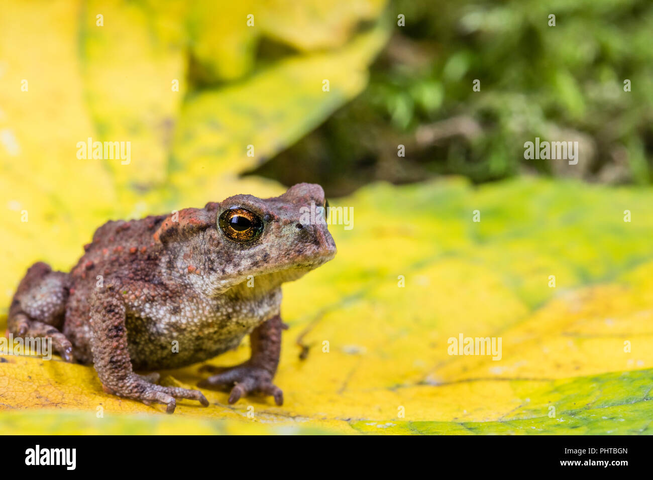 Toad spawn uk hi-res stock photography and images - Alamy