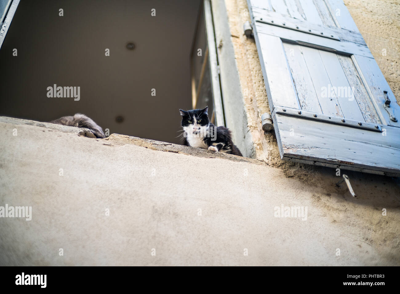 Cat in the window, Uzes, France, Europe Stock Photo - Alamy