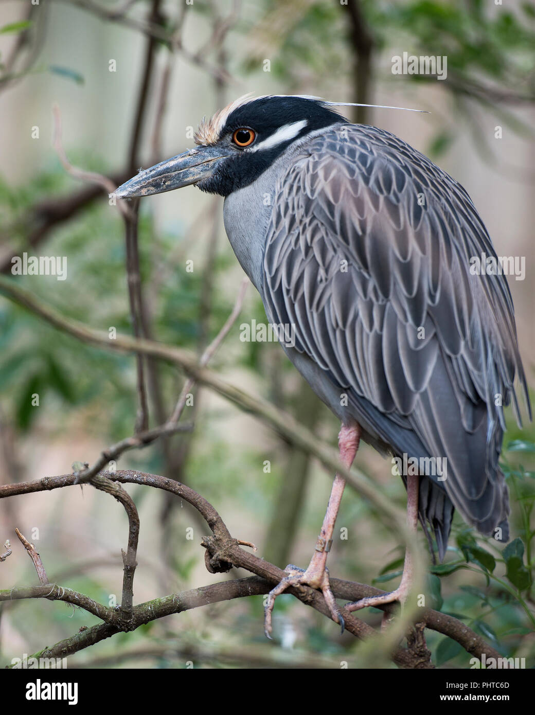 Yellow-crowned Night-Heron Bird perch on a branch and enjoying its ...