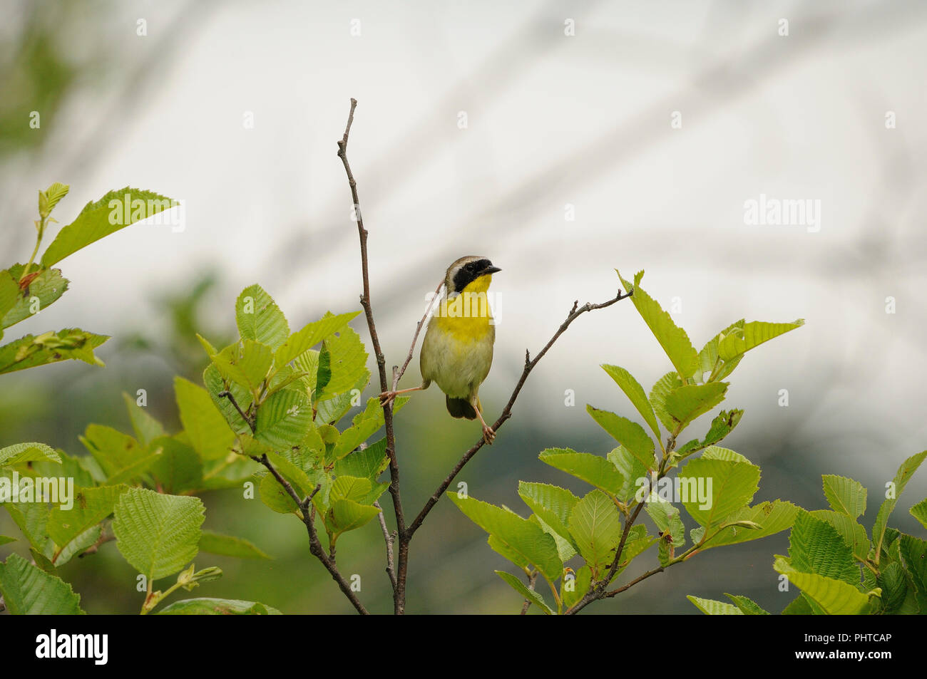 Beautiful warbler bird in nature hi-res stock photography and images ...