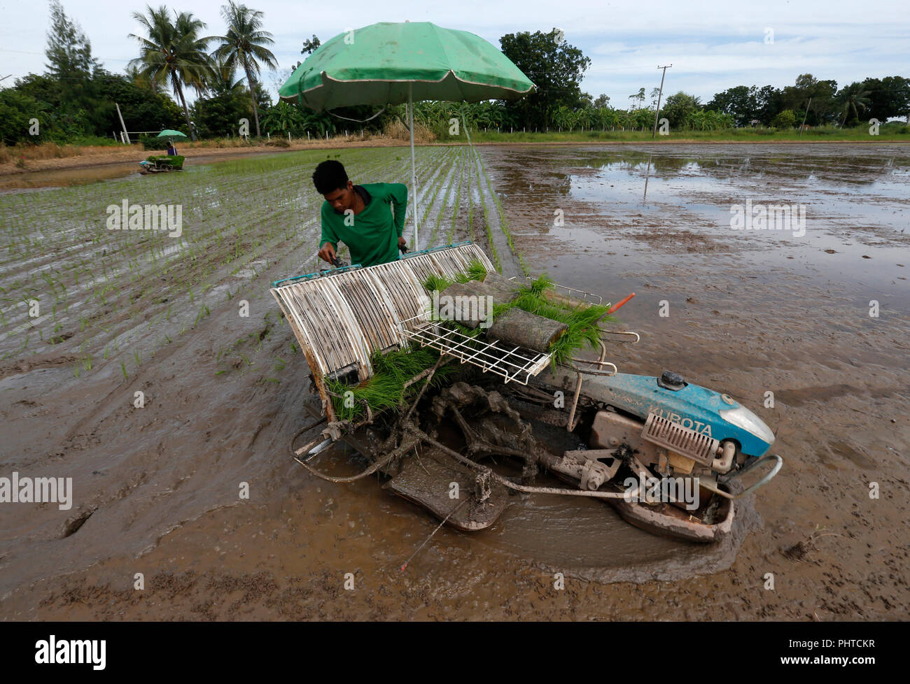 Nakhon Sawan, Thailand. 02nd Sep, 2018. Farmers plant paddy in a rice ...