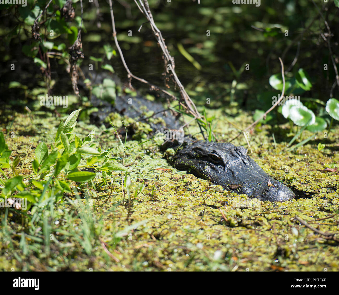 Alligator animal head close-up profile view in the water surrounded by ...