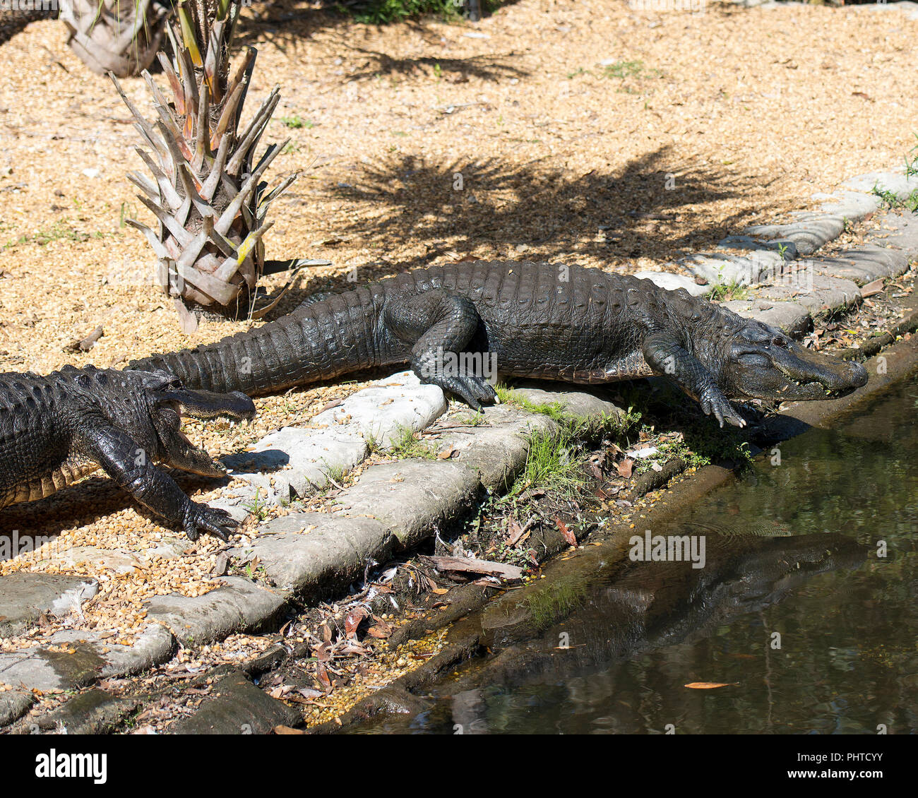 Alligators close-up profile view by the water exposing its head, teeth ...
