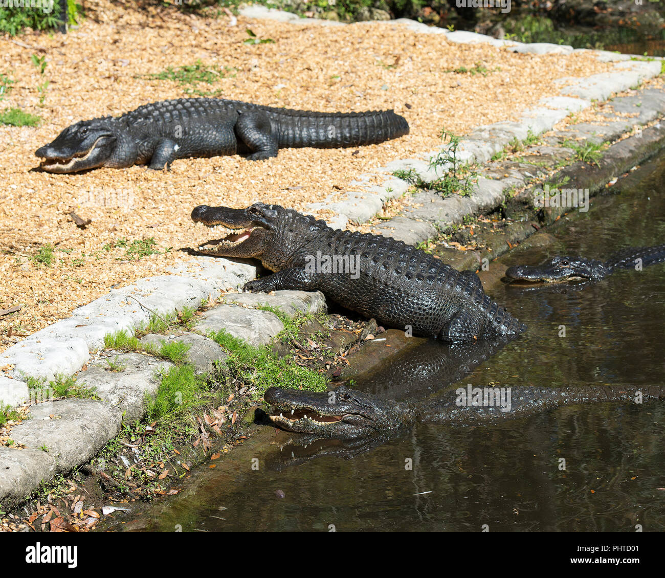 Alligator enjoying its surrounding Stock Photo - Alamy