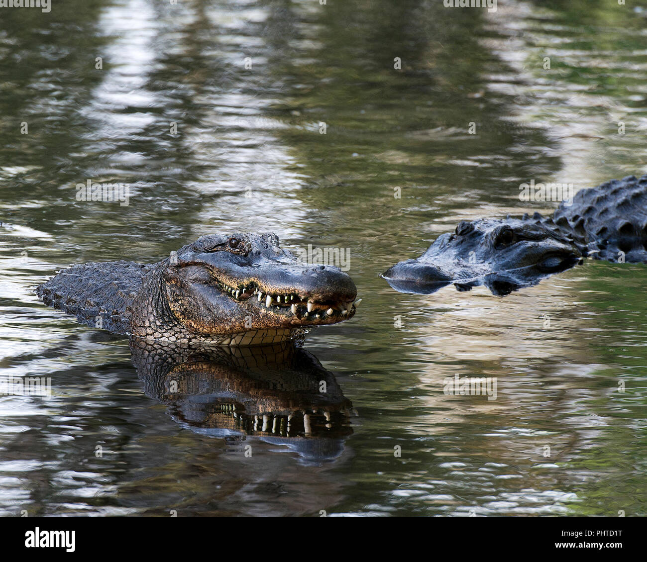 Alligator enjoying its surrounding Stock Photo - Alamy