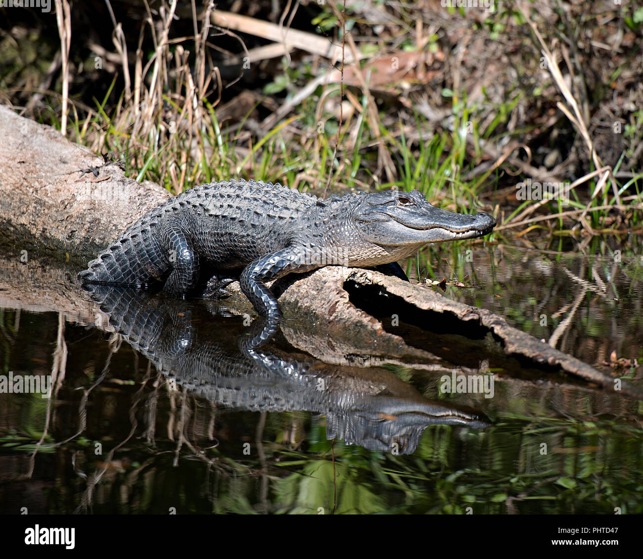 Alligator close-up profile view on a log by the water resting ...