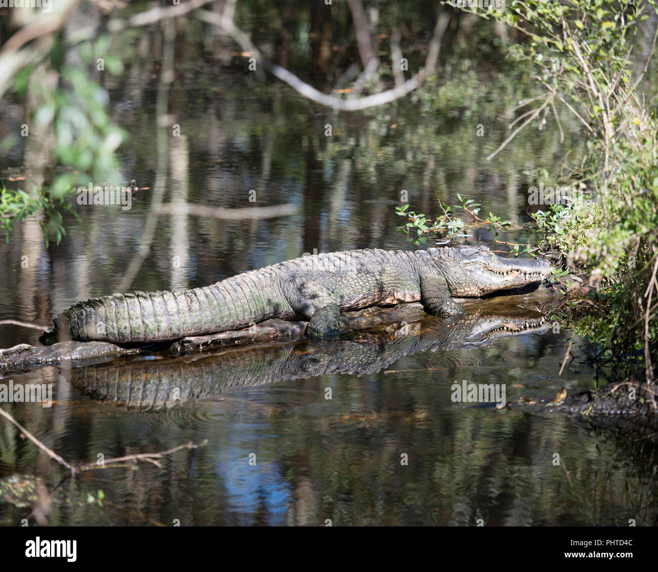 Alligator photos hi-res stock photography and images - Alamy
