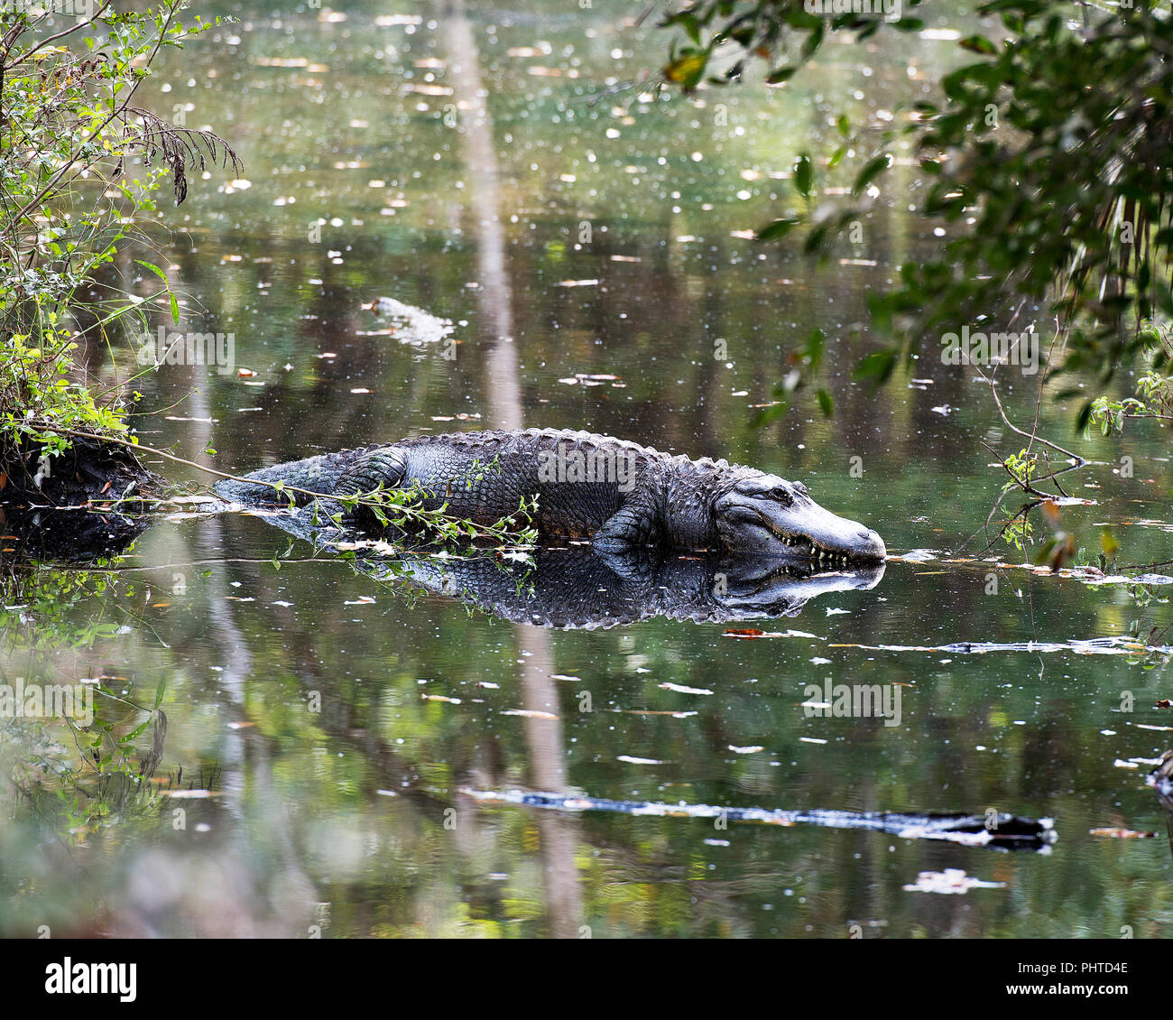 Alligator close-up profile view in the water resting on a log exposing ...
