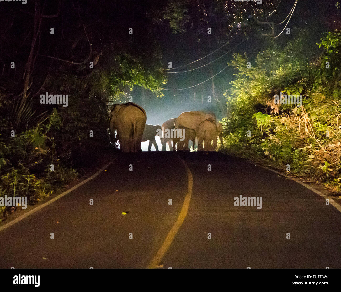 Night shot in Car Lights of A Family of five Asian Wild Elephant on the ...