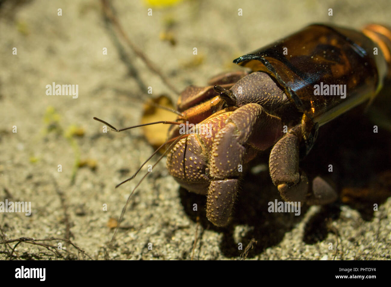 Hermit Crab With Glass Shell