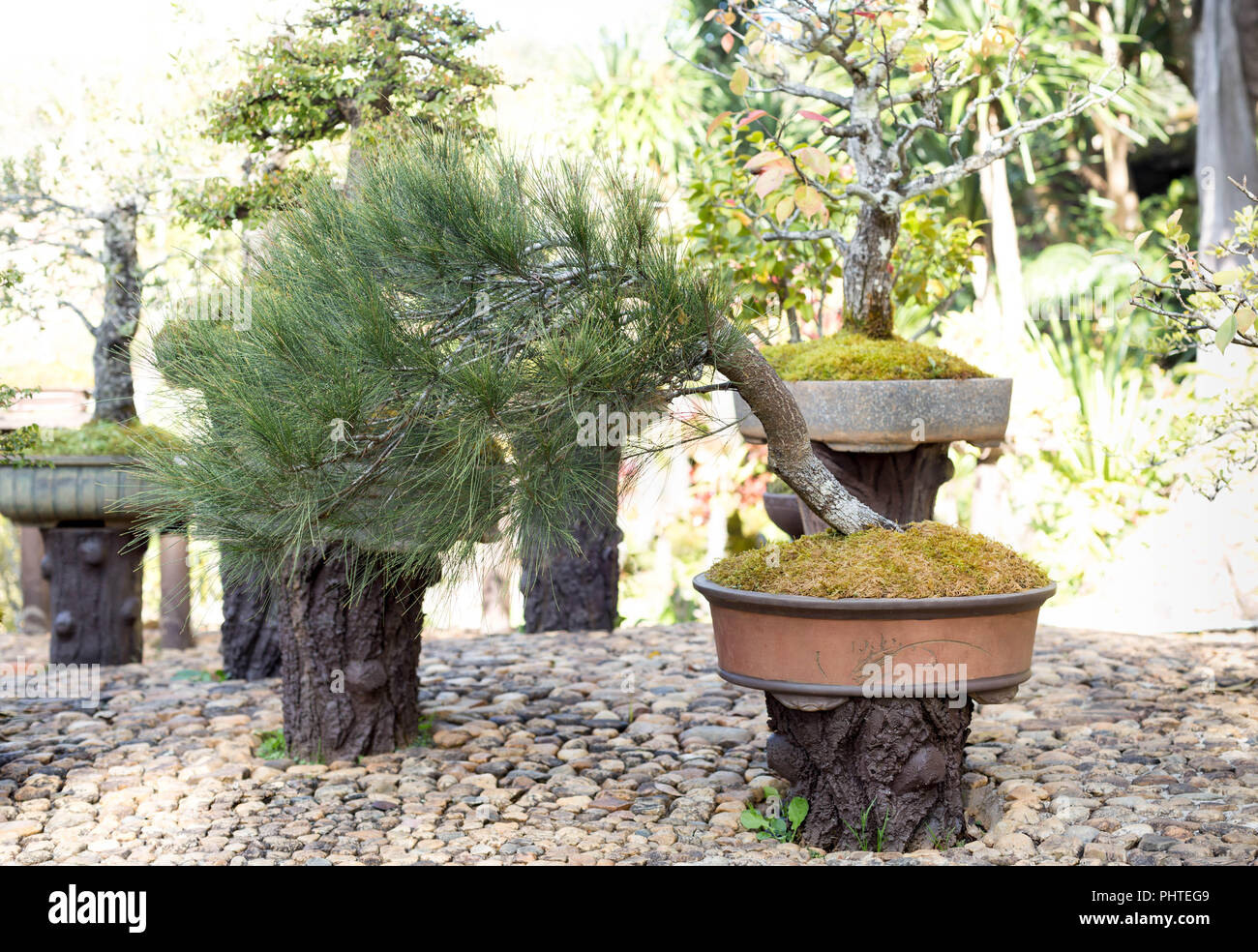Bonsai tree Stock Photo - Alamy