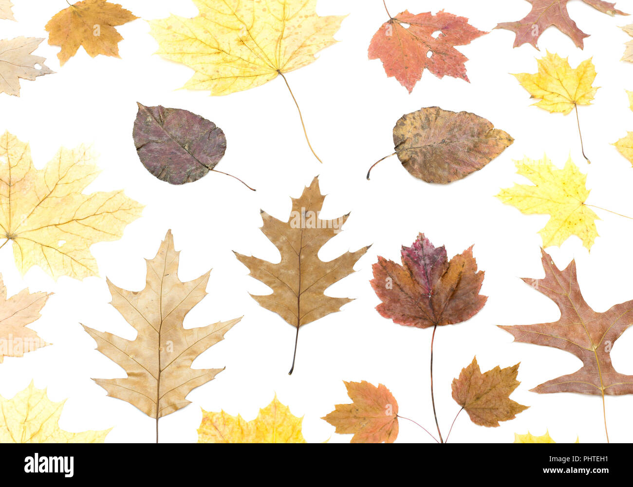 Set of dried different maple leaves isolated Stock Photo - Alamy