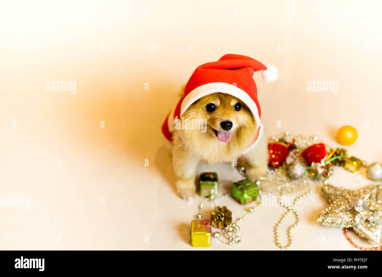 Dog wearing a santa hat hi-res stock photography and images - Alamy