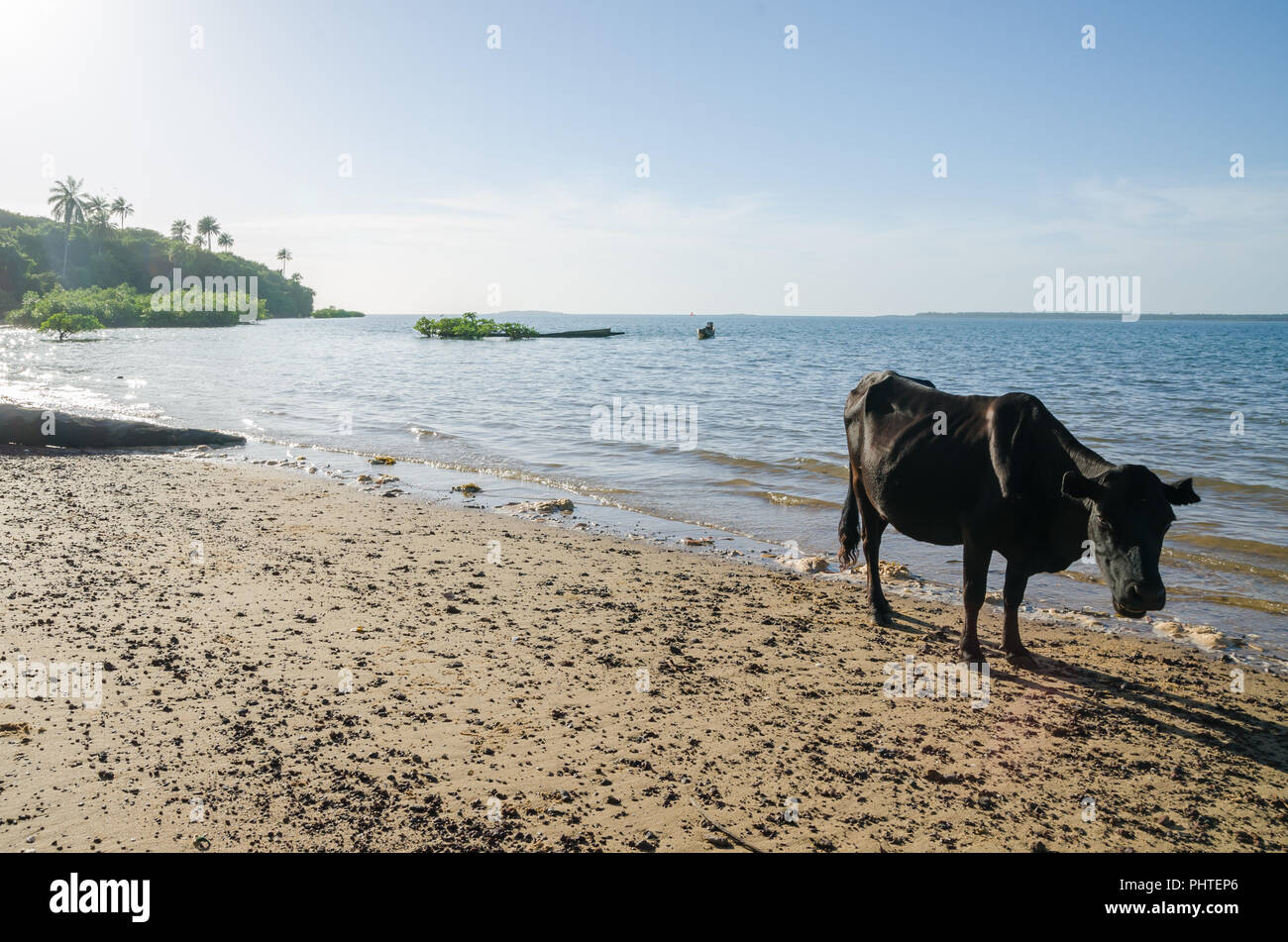Cow standing on tropical beach of island Bubaque, Bijagos Islands ...