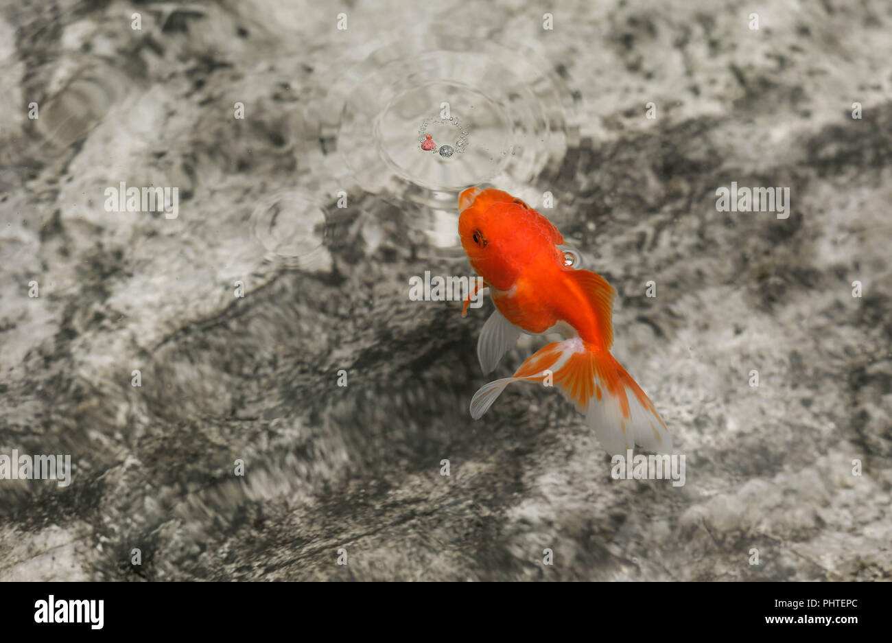 Goldfish eating a fish food Stock Photo - Alamy