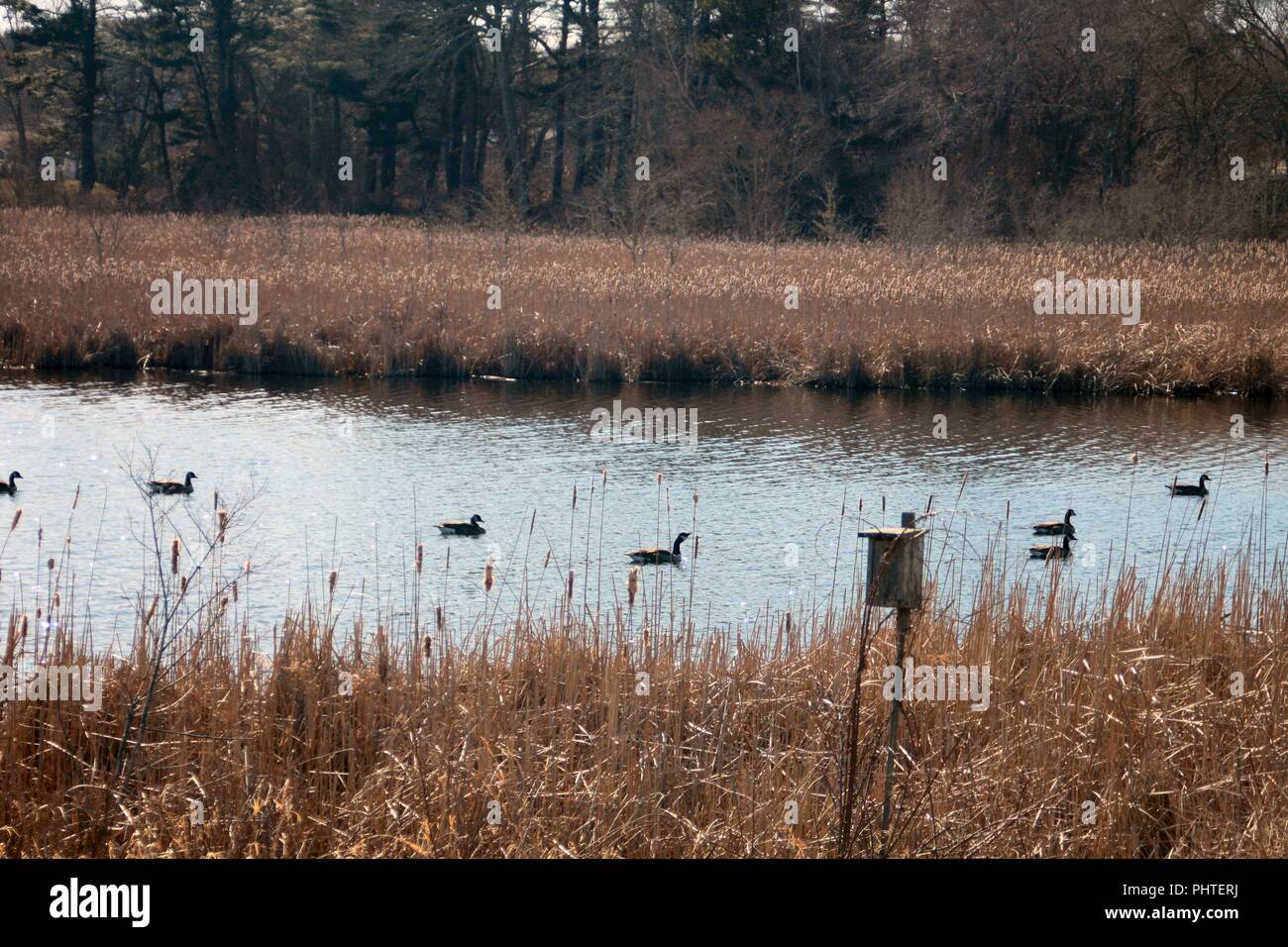 Geese on the Fall marsh Stock Photo - Alamy