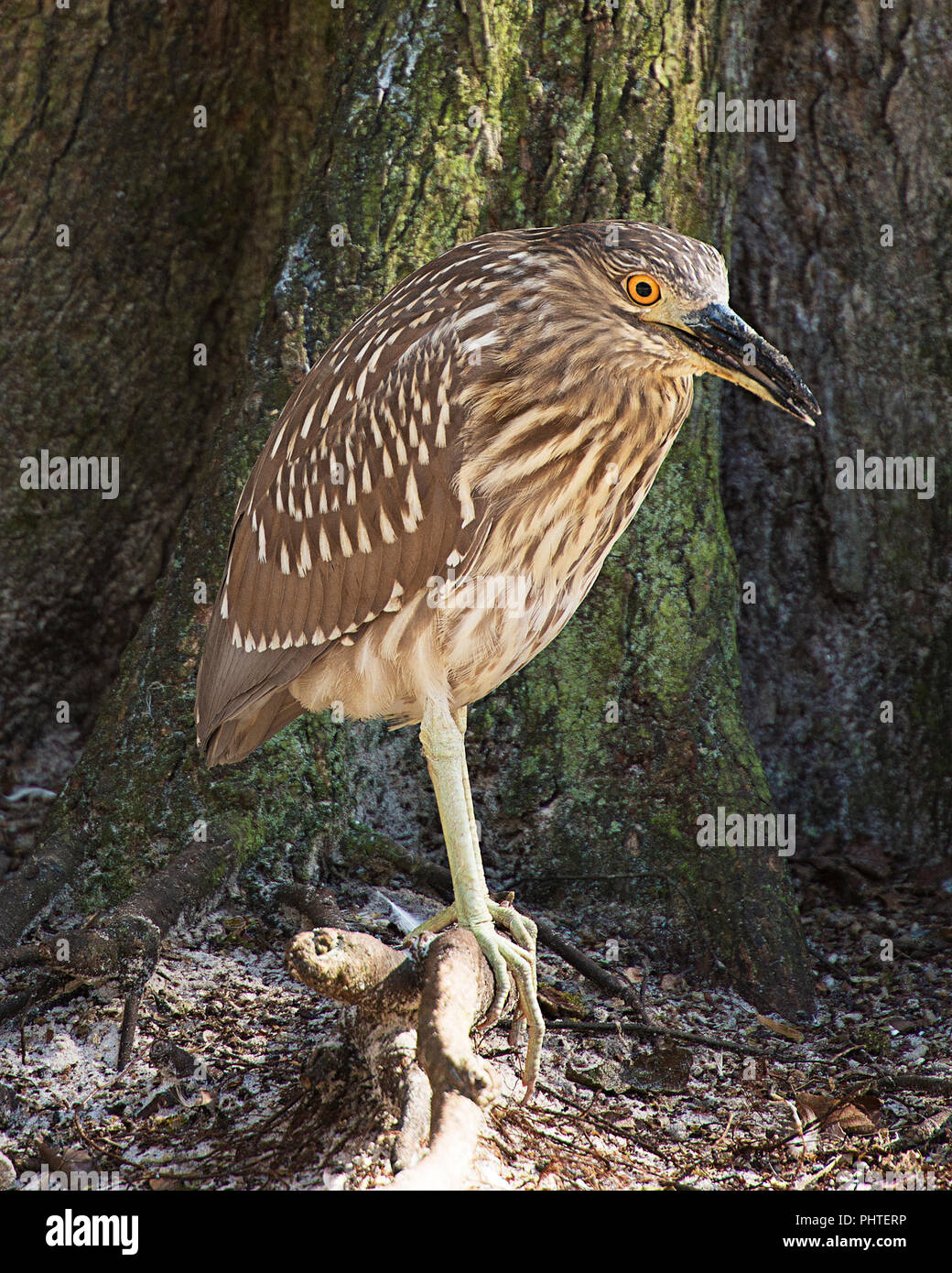 Black-Crowned Night-Heron bird in its environment. An inmature bird ...