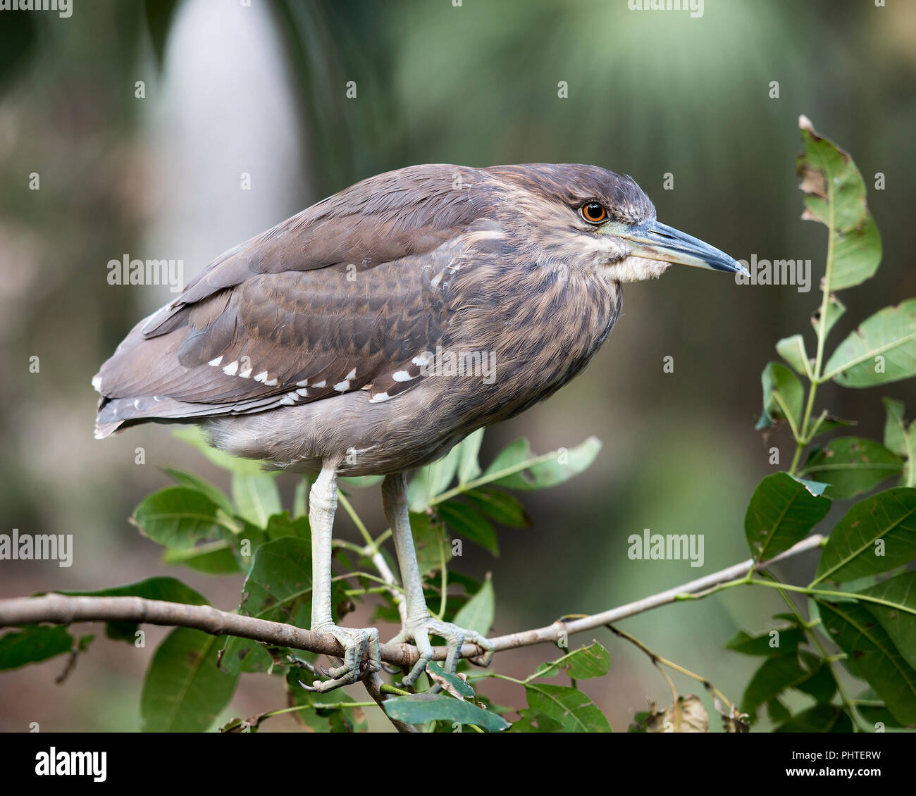 Black-Crowned Night-Heron bird in its environment. An inmature bird ...