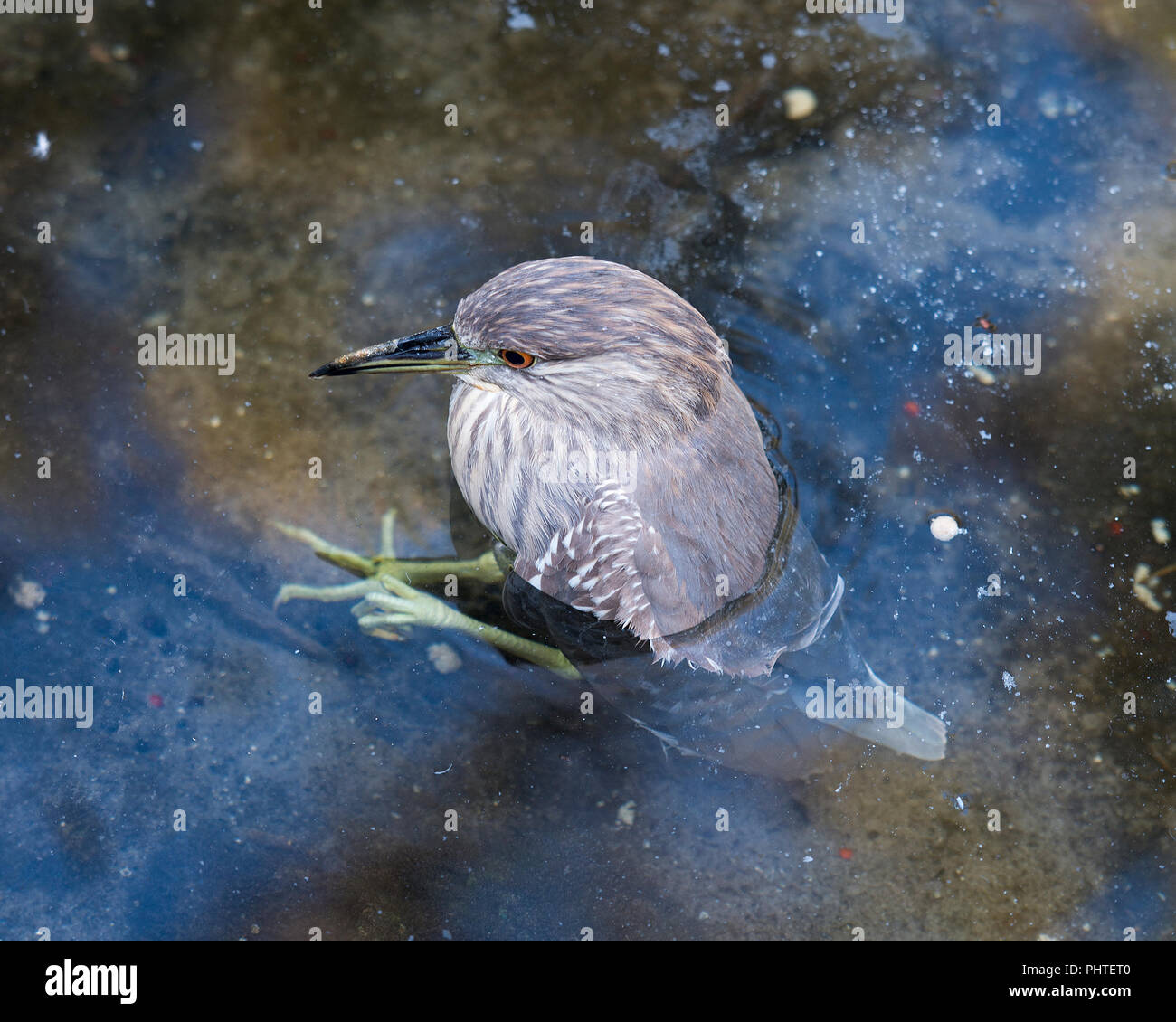 Black-Crowned Night-Heron bird in its environment. An inmature bird ...