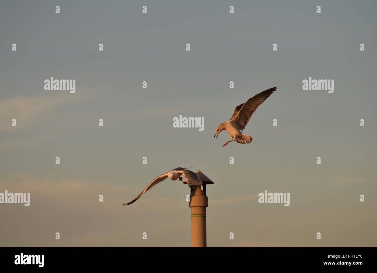Attacking seagulls hi-res stock photography and images - Alamy