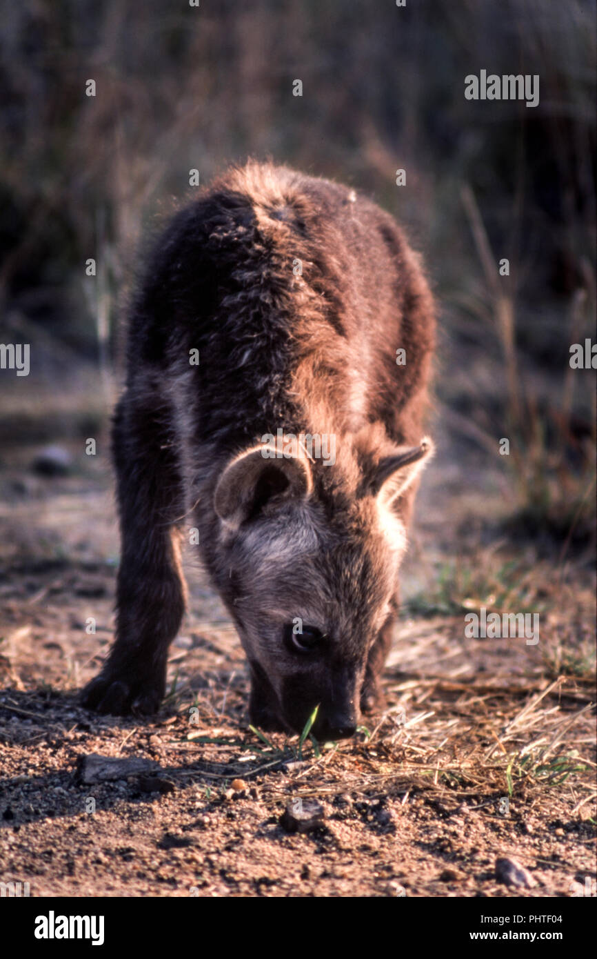 Spotted Hyeana (Crocuta crocuta), Kruger National Park, Mpumalanga ...