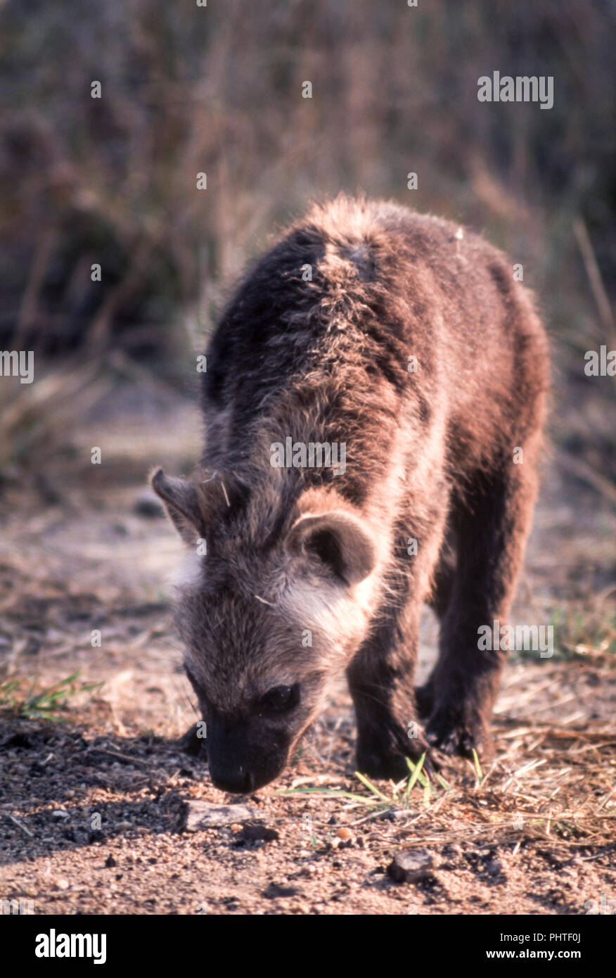 Spotted Hyeana (Crocuta crocuta), Kruger National Park, Mpumalanga ...