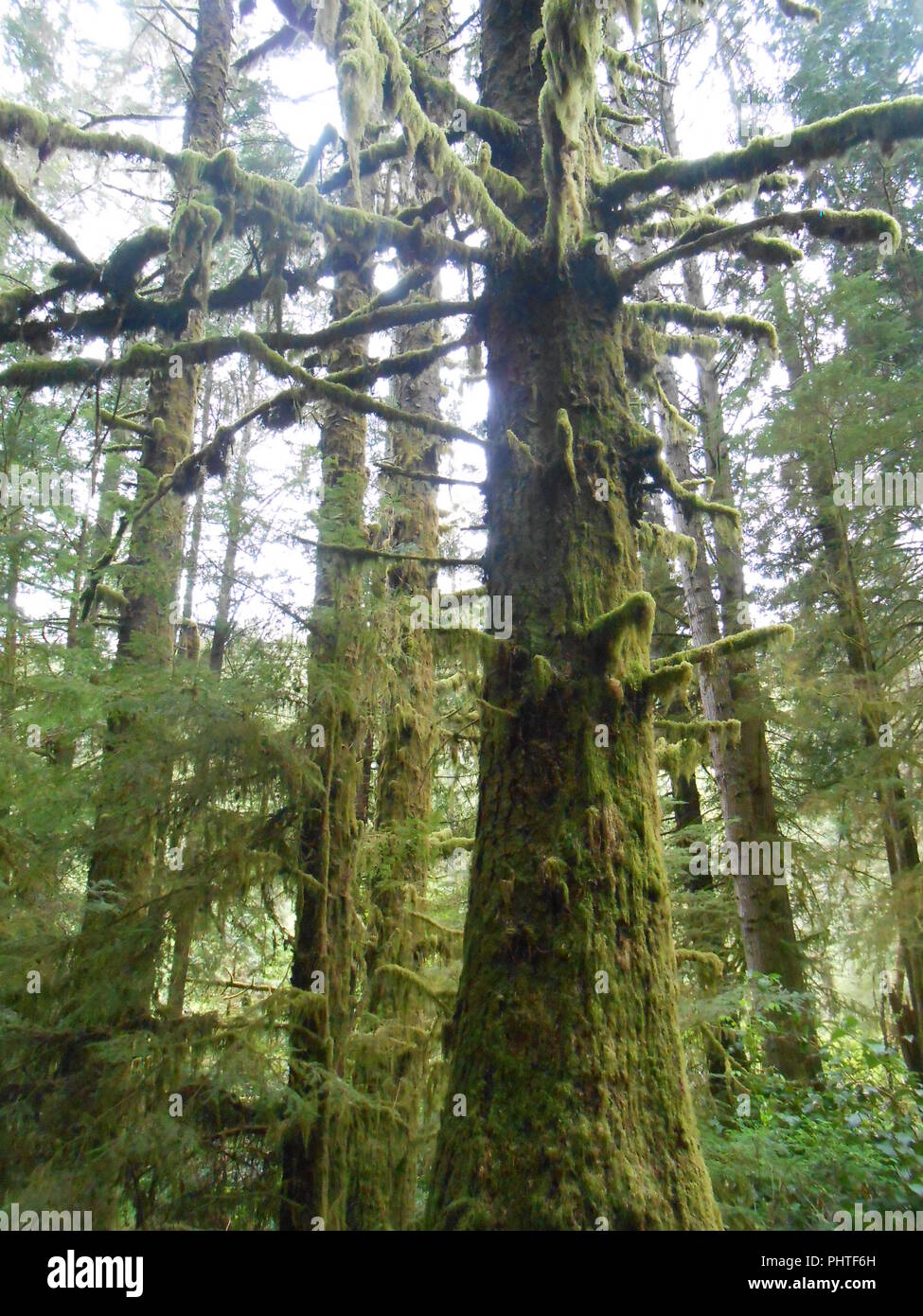 Moss cedar trees hi-res stock photography and images - Alamy