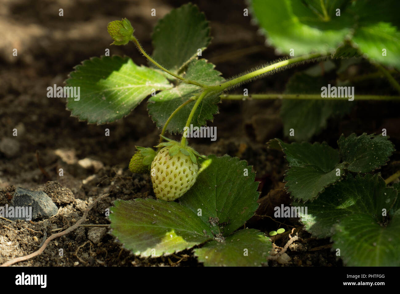 Unripe strawberry on garden hi-res stock photography and images - Alamy