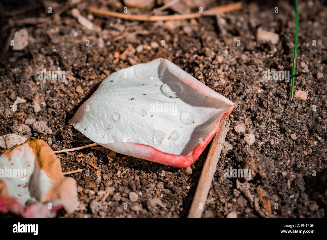 Green dslr rose hi-res stock photography and images - Alamy