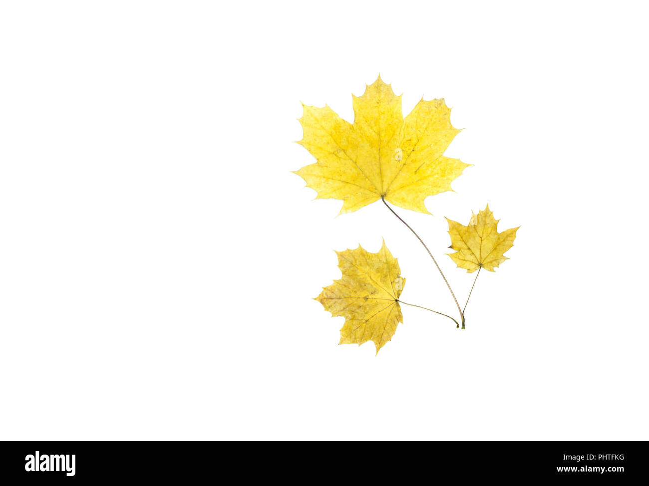 Dried maple leaf isolated Stock Photo - Alamy
