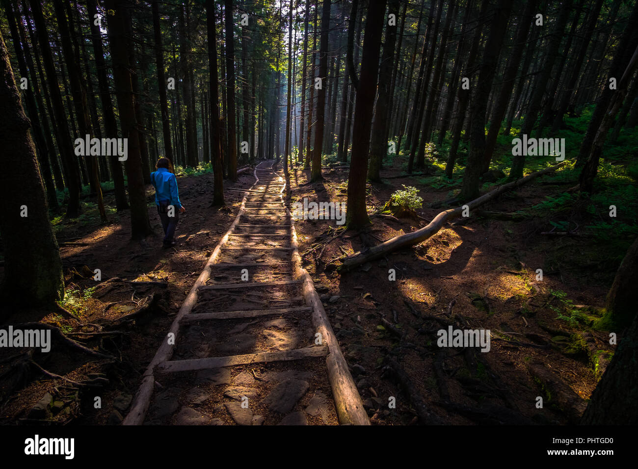 Descending from a mountain into the sunrise in a forest through a ...