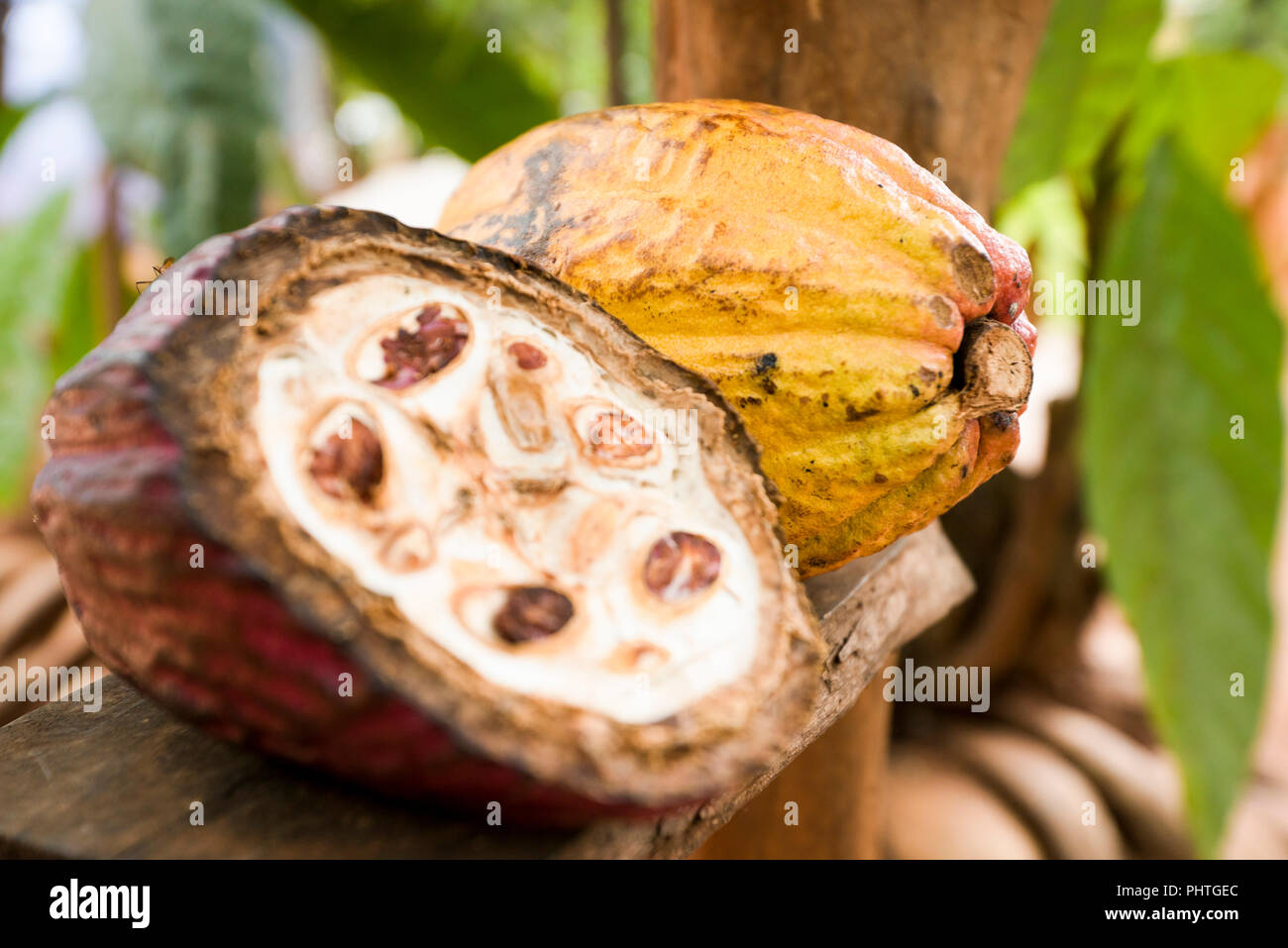 Cocoa bean fermentation hi-res stock photography and images - Alamy