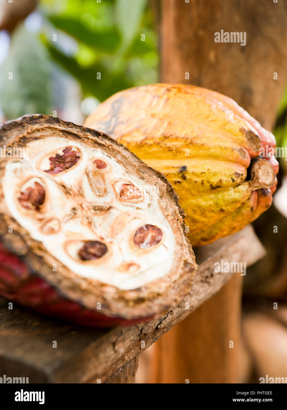 Cocoa bean fermentation hi-res stock photography and images - Alamy