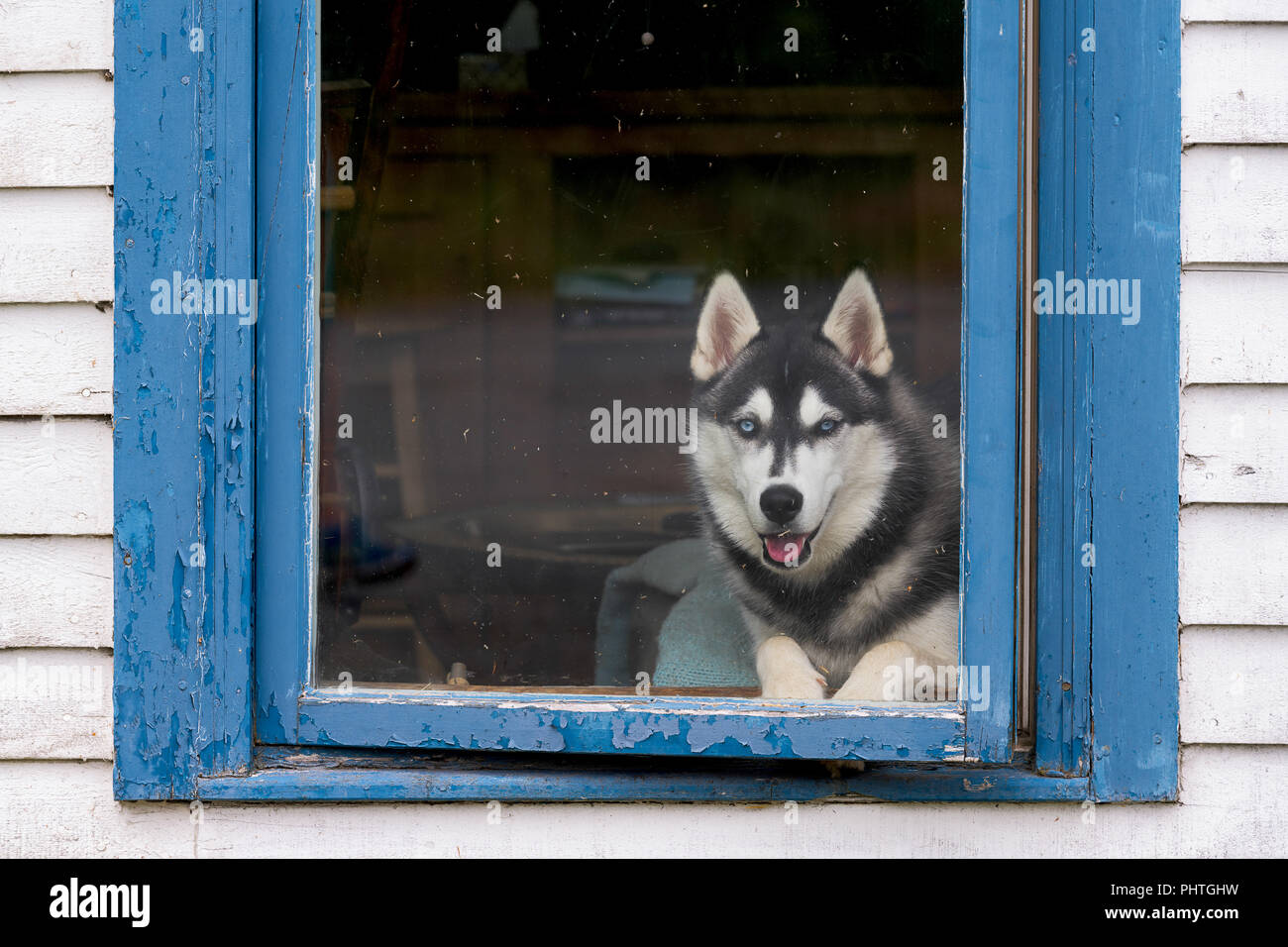 Alaskan husky dog looking out a window of a weathered wooden framed ...