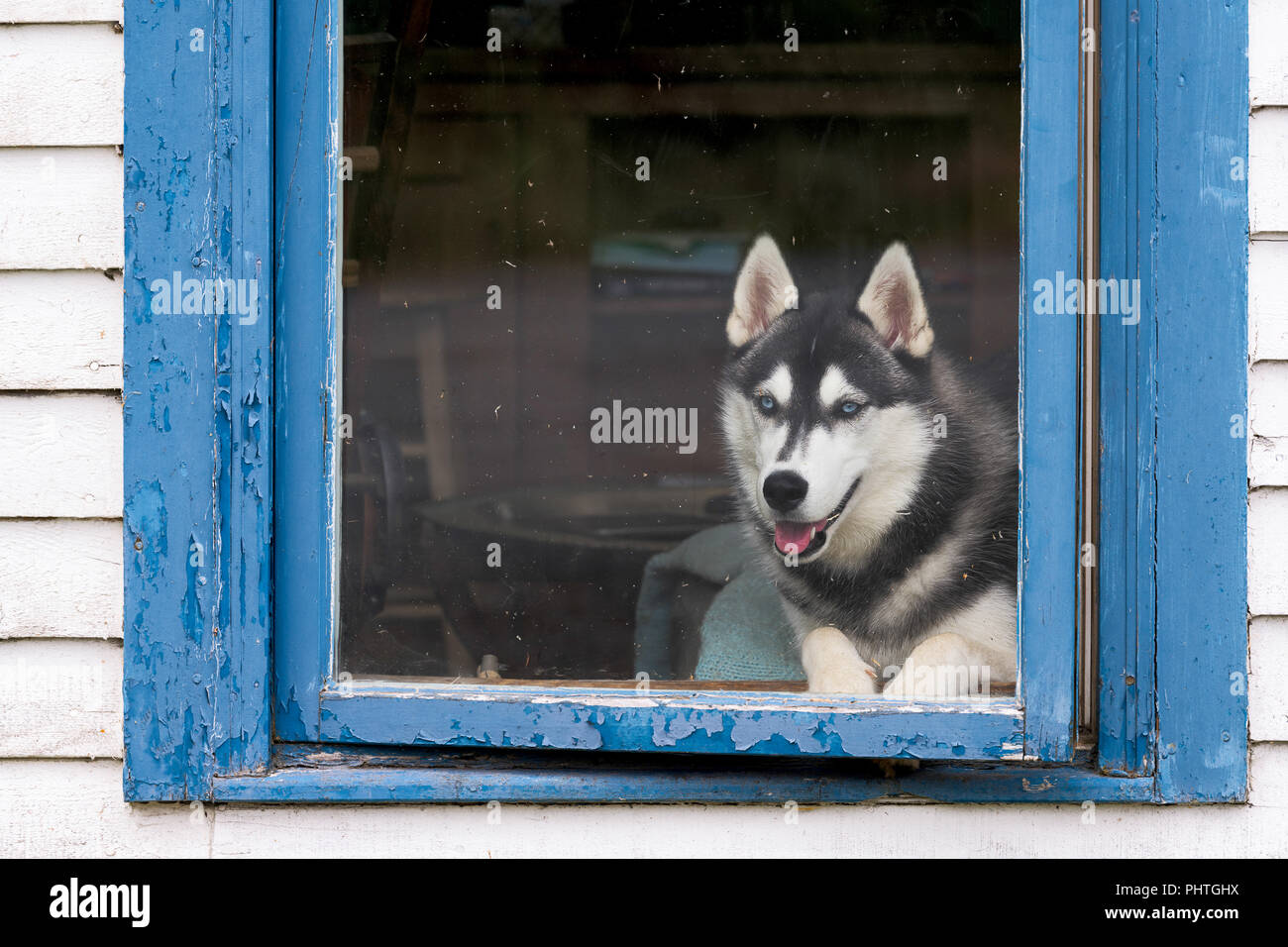 Alaskan husky dog looking out a window of a weathered wooden framed ...