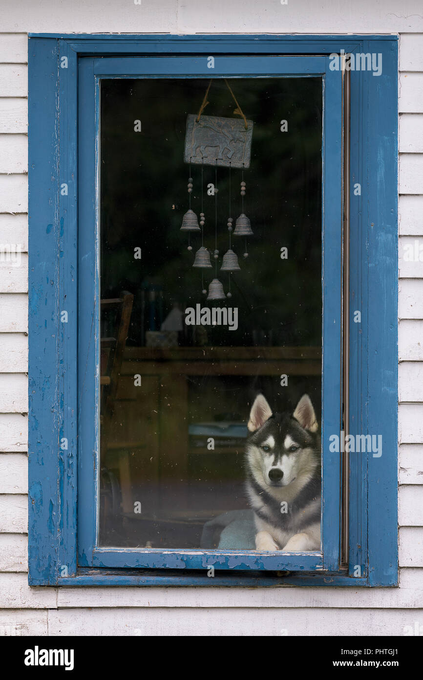 Alaskan husky dog looking out a window of a weathered wooden framed ...