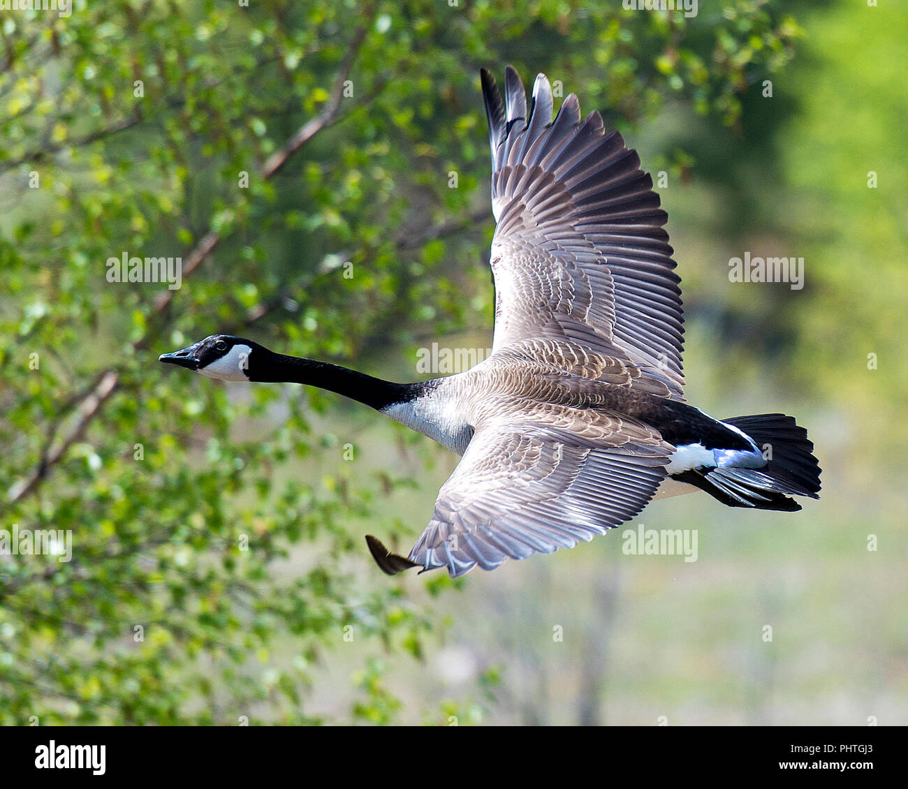 Flying canadian geese hi-res stock photography and images - Alamy