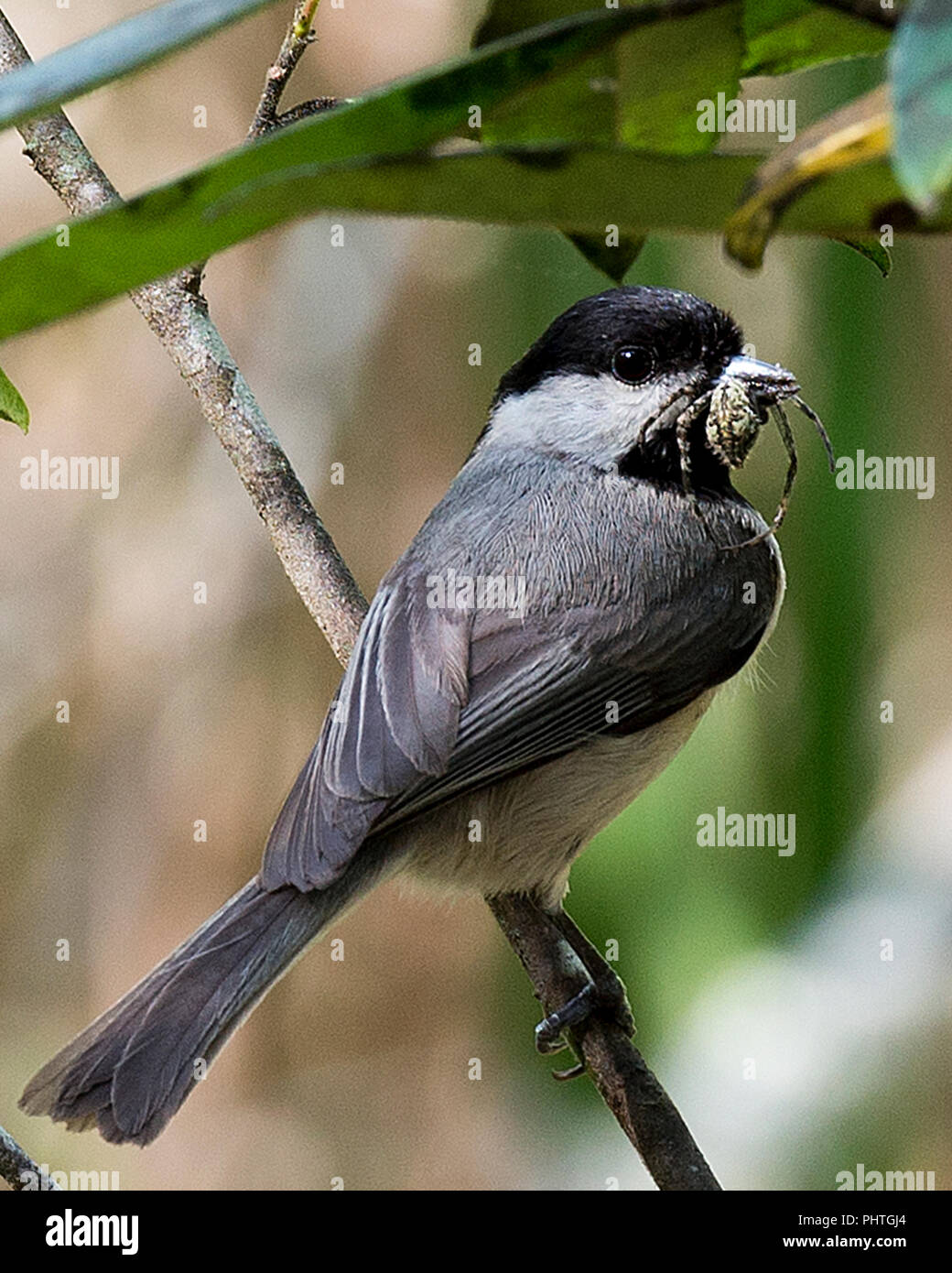 Chickadee exposing hi-res stock photography and images - Alamy