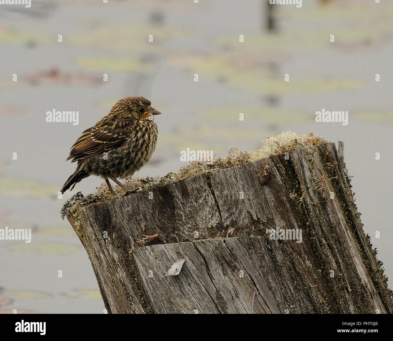 Baby blackbird hi-res stock photography and images - Alamy