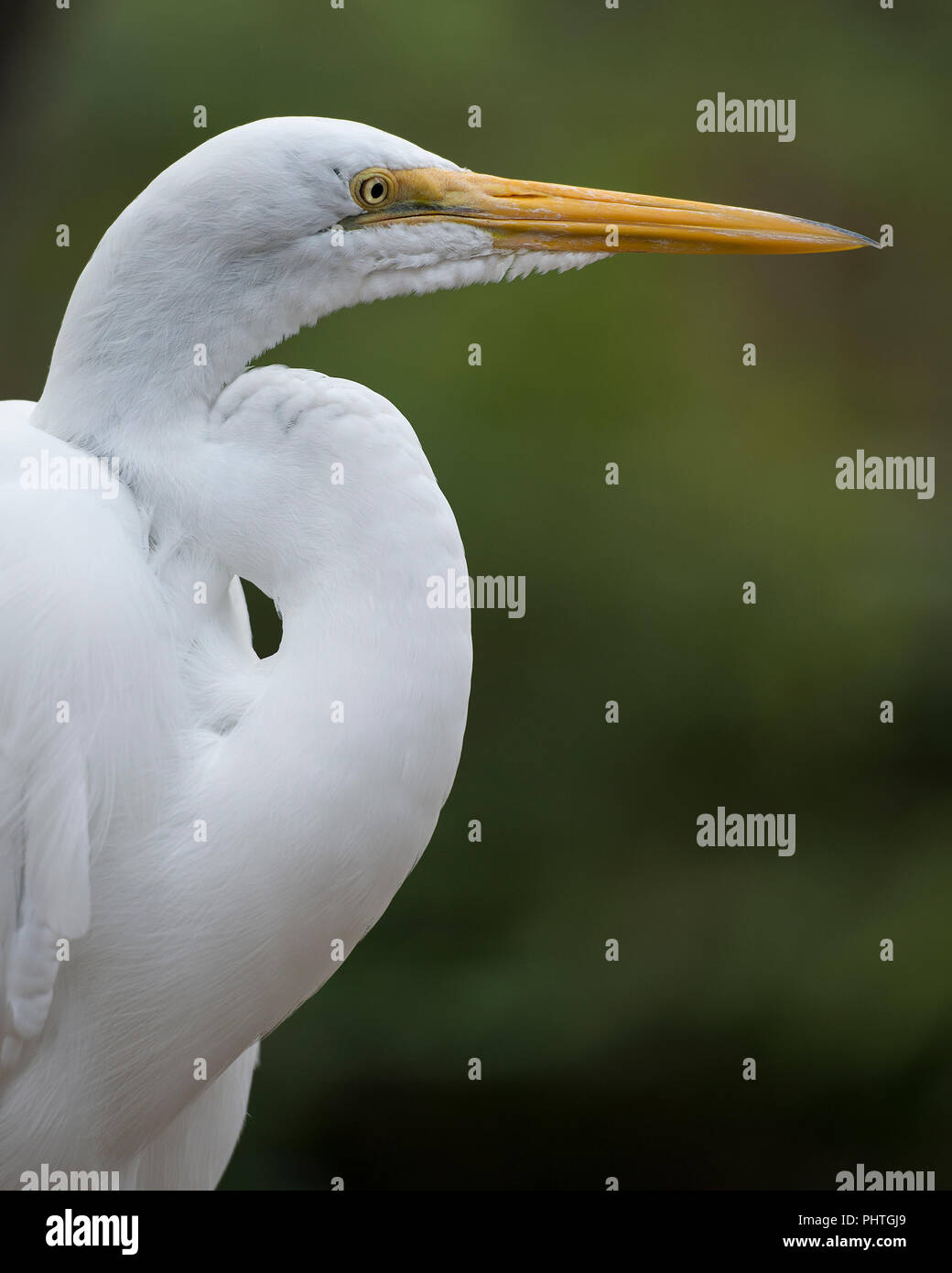 Great white egret close up picture hi-res stock photography and images ...