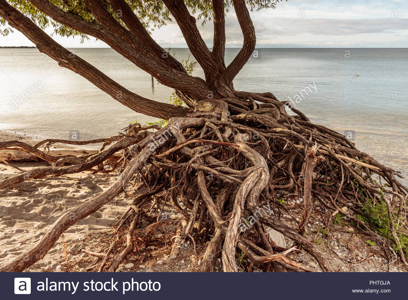 Twisted Willow Tree High Resolution Stock Photography and Images - Alamy