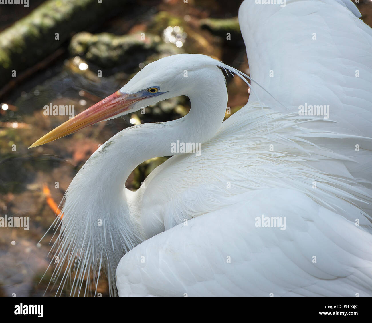 Great White Egret bird head close up profile view Stock Photo - Alamy