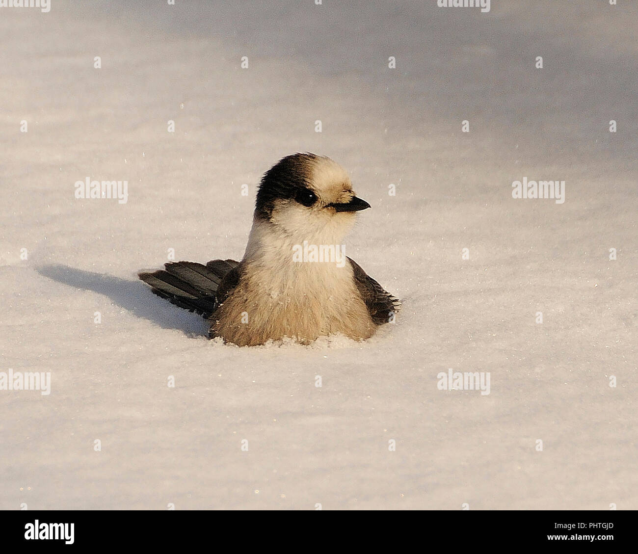 Grey Jay bird sitting in snow displaying feathers, beak, eye, bird tail ...