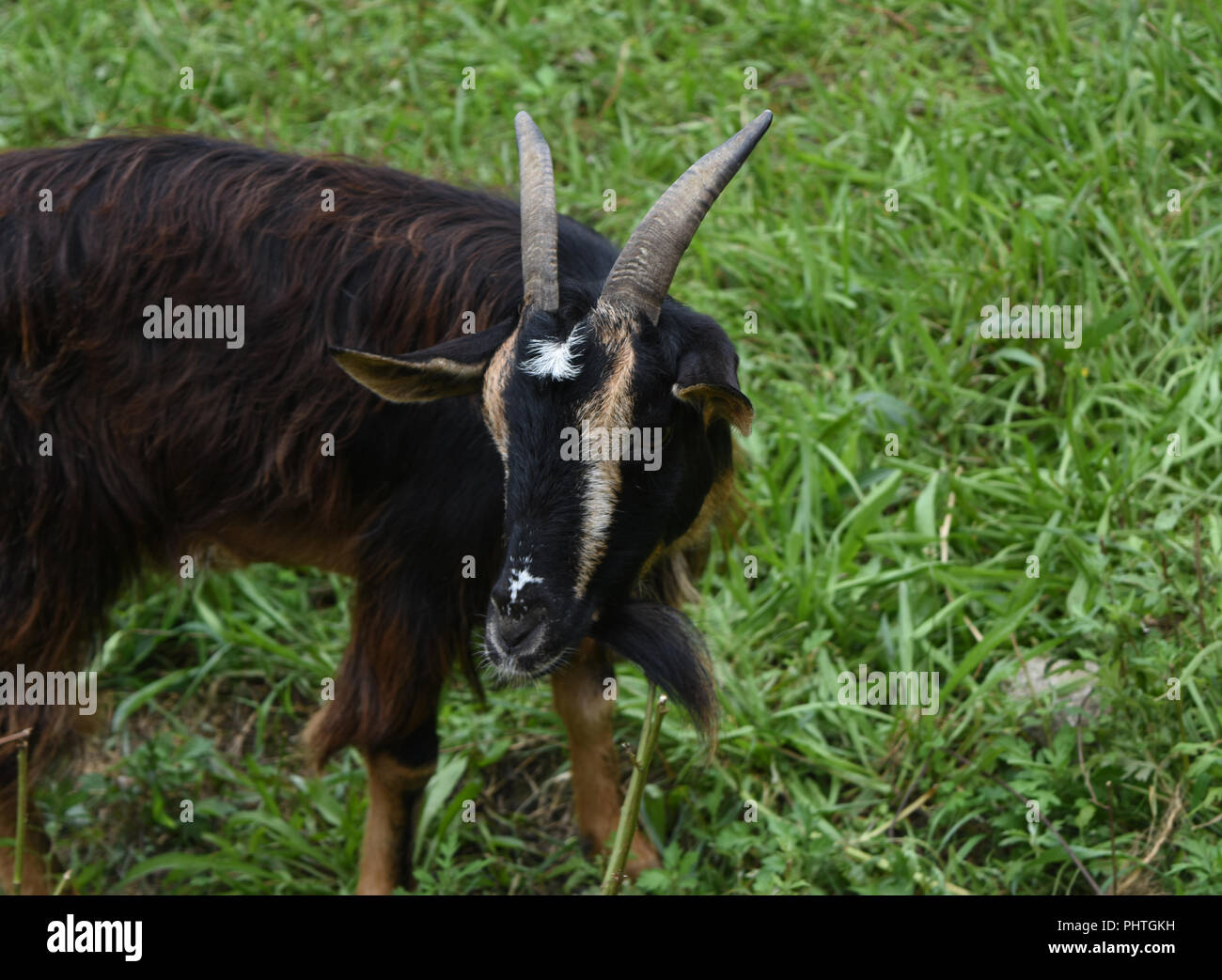 Buck pygmy goat hi-res stock photography and images - Alamy