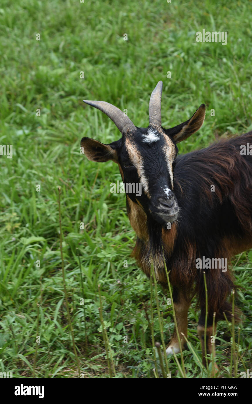 Tan and black goat hi-res stock photography and images - Alamy